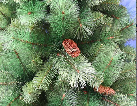 blossom pine needle mixed leaf tree